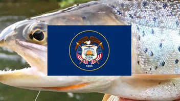 Top 20 Places to Fly Fish in Iowa – And What Flies to Use