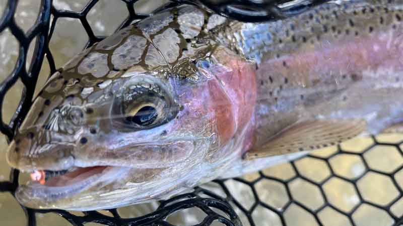 How Deep to Fish Nymphs in Winter: Depth, Weight & Two-Fly Rig Setup
