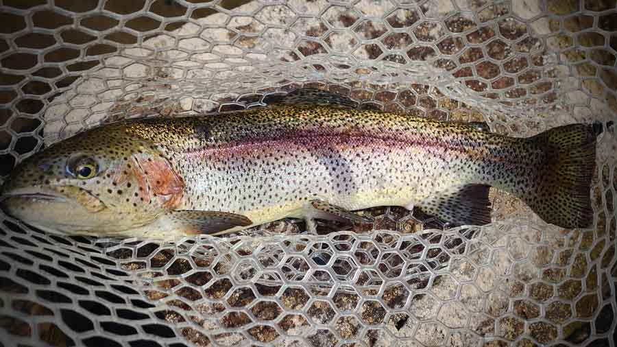 Off-Season Nymph Rig Setup for Trout: Rebuilding Your System for Spring