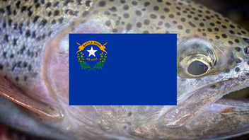 Top 20 Places to Fly Fish in Iowa – And What Flies to Use