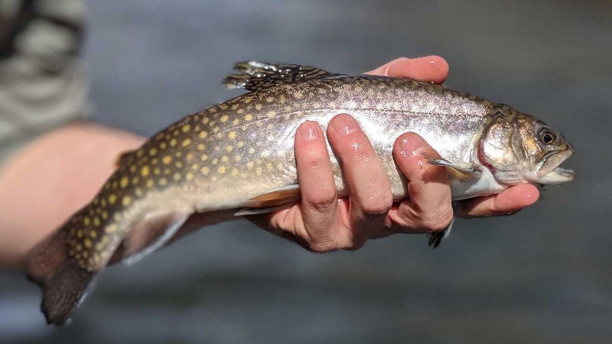 Fly Fishing with Egg Patterns - The Beginners Guide